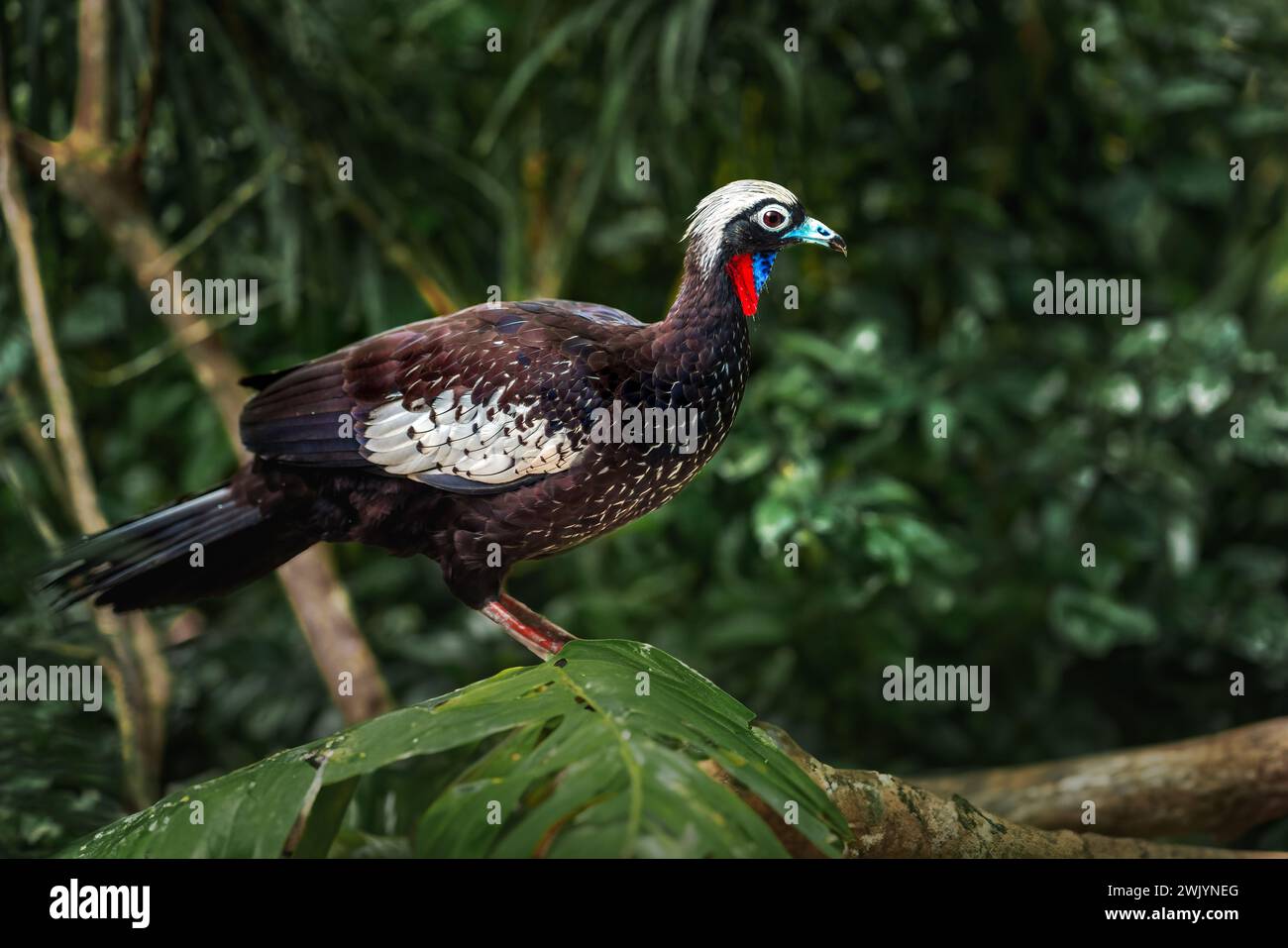 Black-fronted Piping Guan (Pipile jacutinga Stock Photo - Alamy