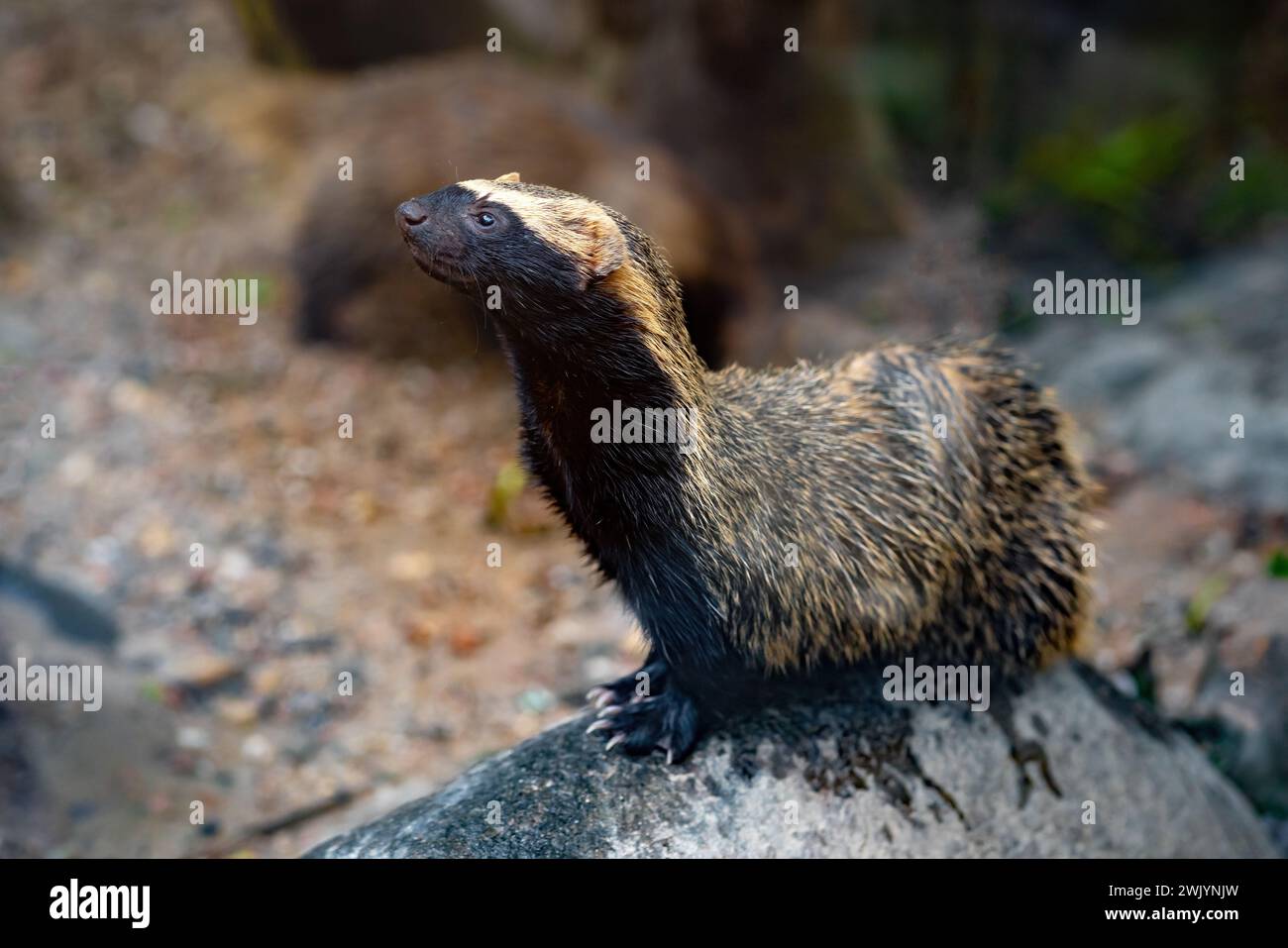 Lesser Grison (Galictis cuja) - South American Stock Photo - Alamy