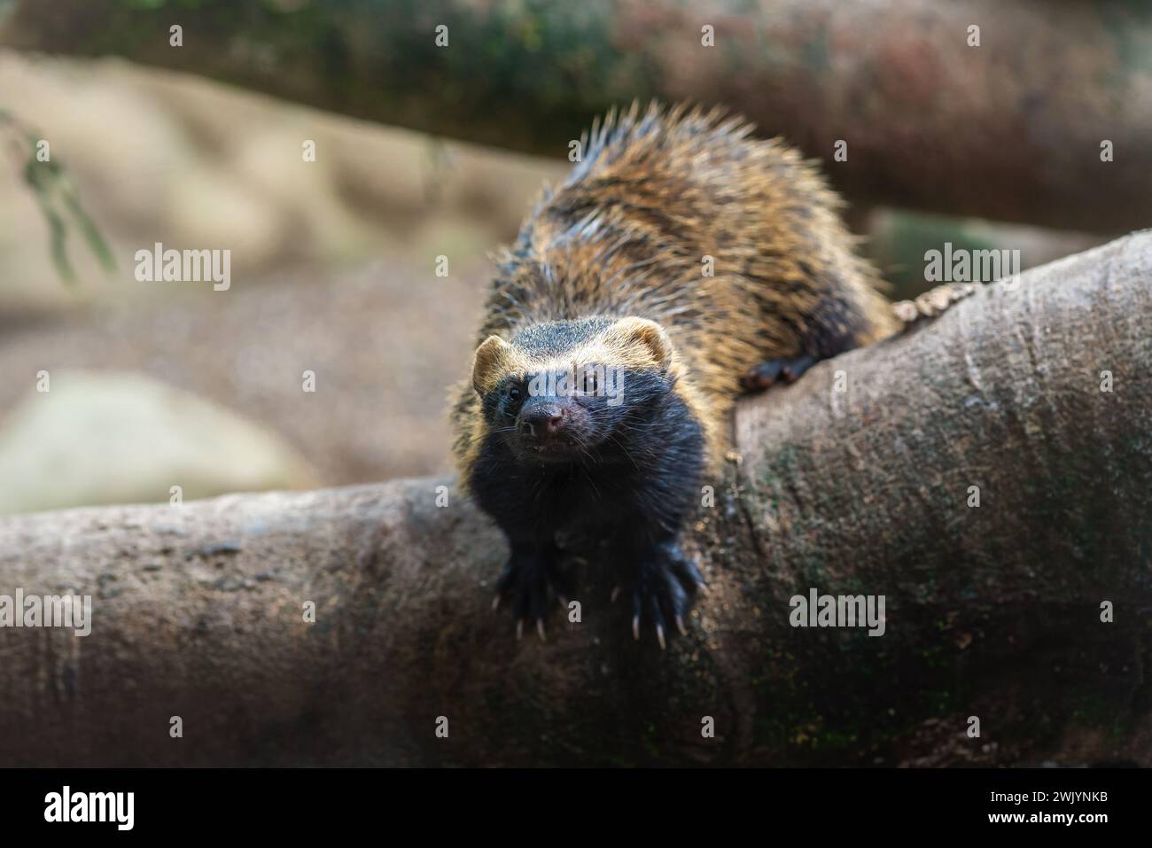 Lesser grison hi-res stock photography and images - Alamy