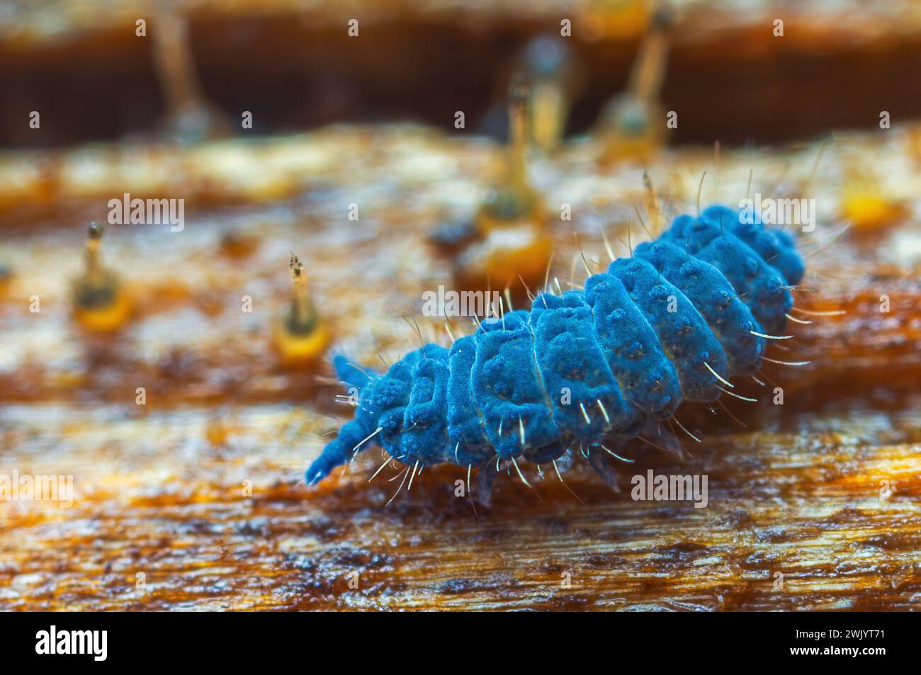 Springtail jump hi-res stock photography and images - Alamy