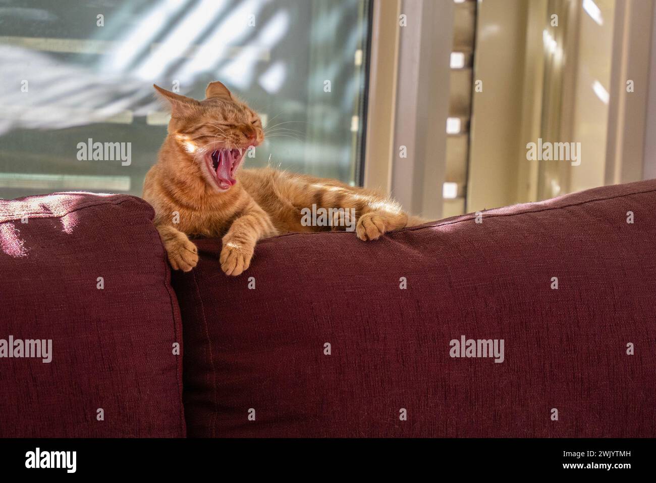 Cat yawning at sofa hi-res stock photography and images - Alamy