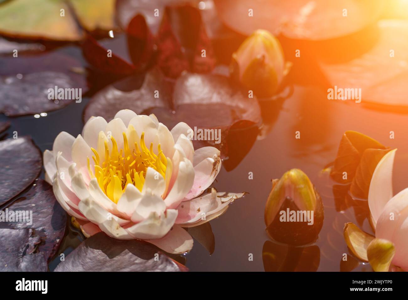 Pink lotus water lily flower in pond, waterlily with green leaves ...