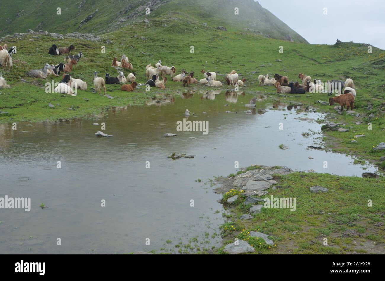 Sheeps grazzing in pastures Stock Photo - Alamy