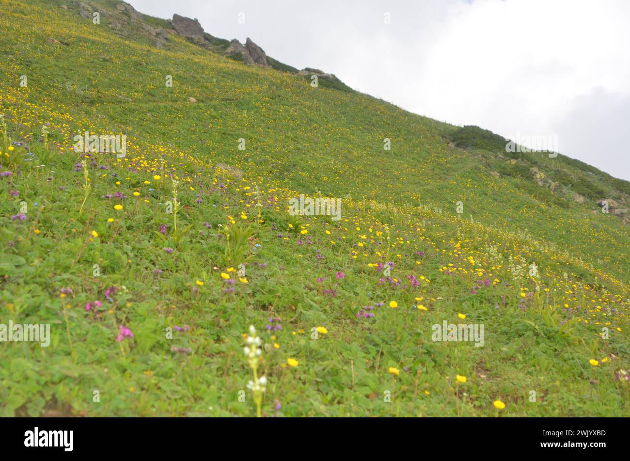 Alpine zone himalaya region of Pakistan Stock Photo - Alamy