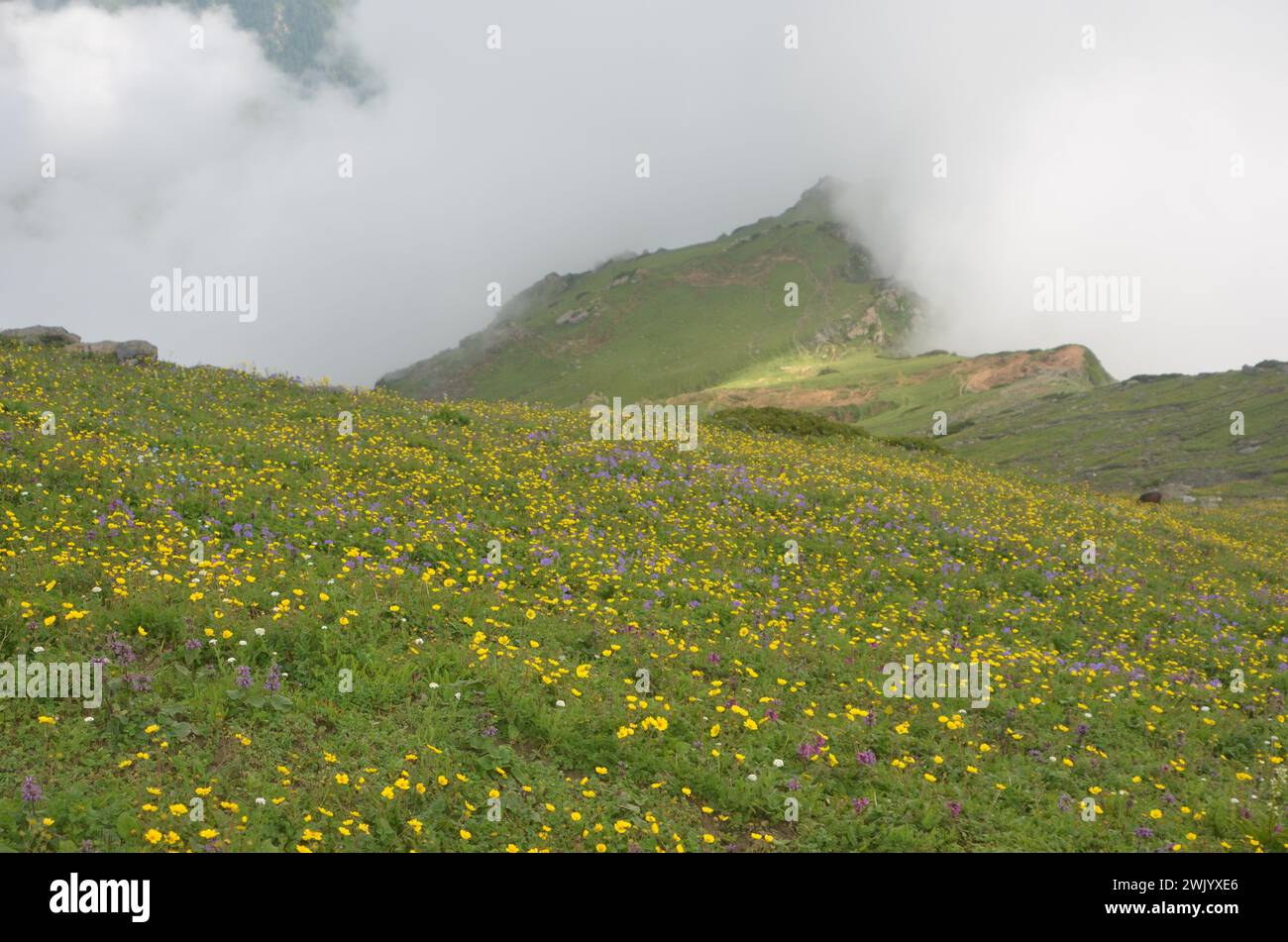 Alpine zone himalaya region of Pakistan Stock Photo - Alamy