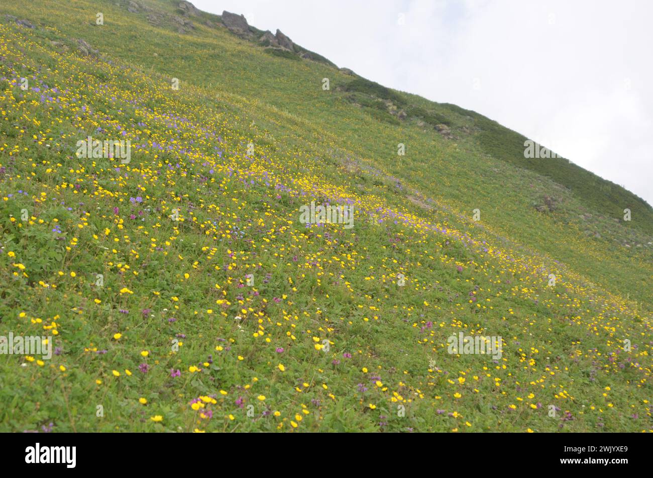 Alpine zone himalaya region of Pakistan Stock Photo - Alamy