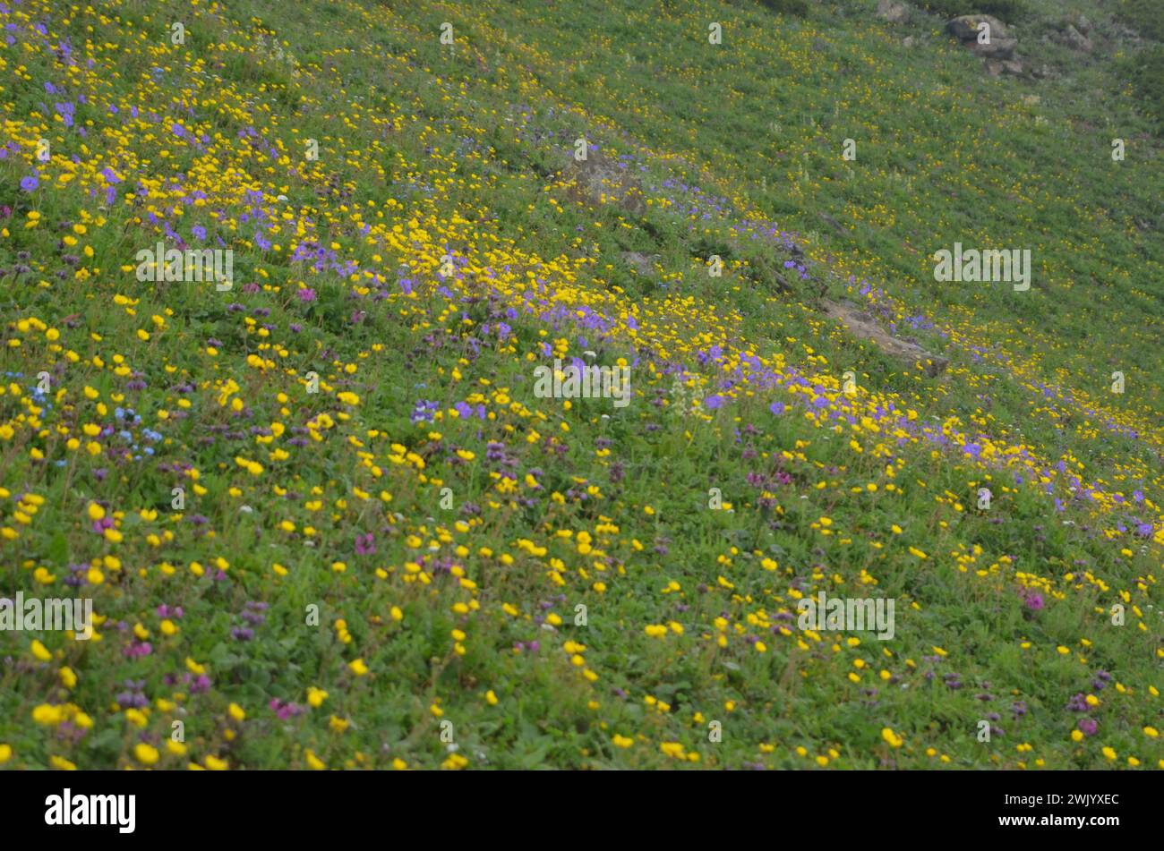 Alpine zone himalaya region of Pakistan Stock Photo - Alamy