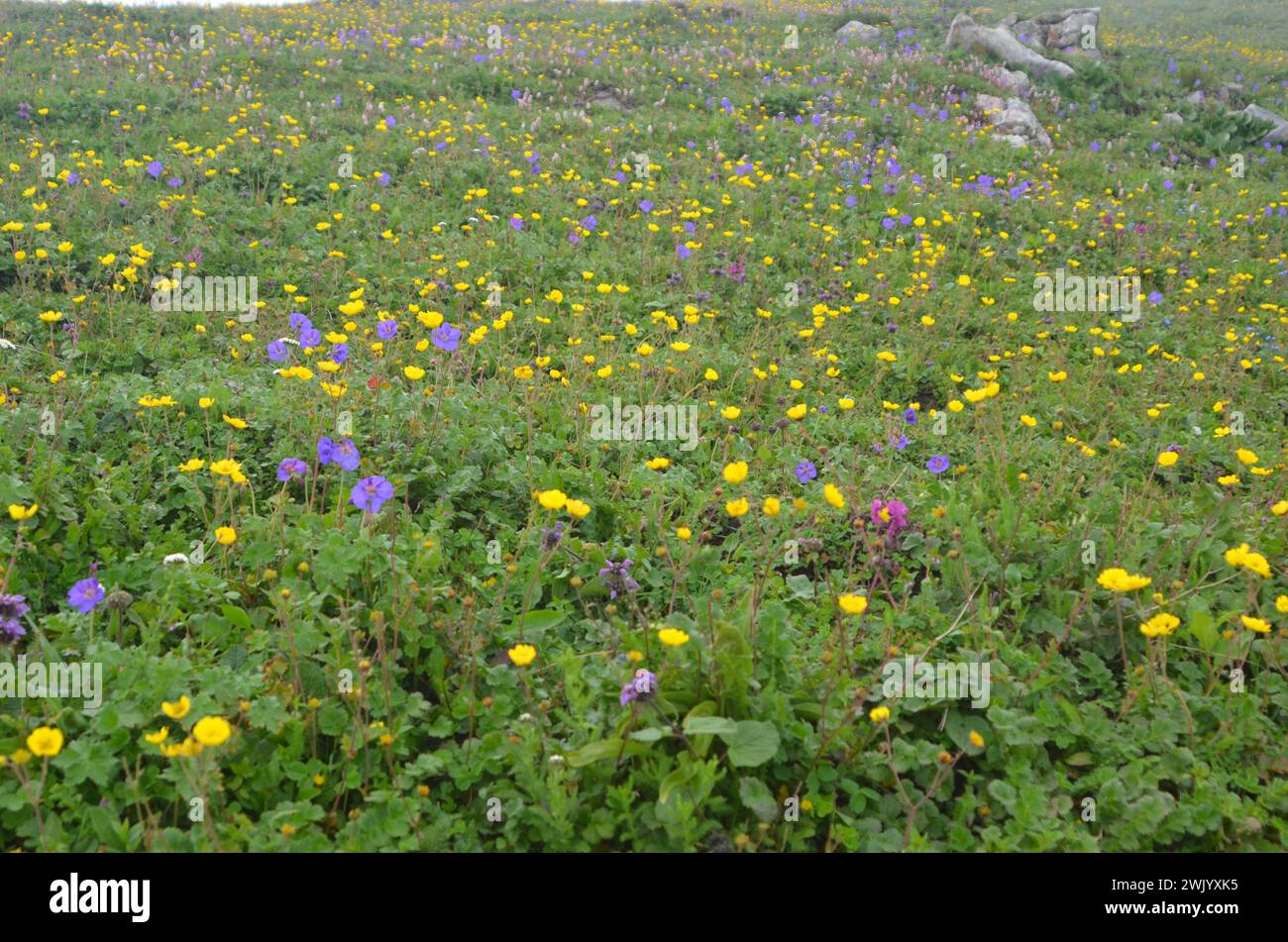 Alpine zone himalaya region of Pakistan Stock Photo - Alamy