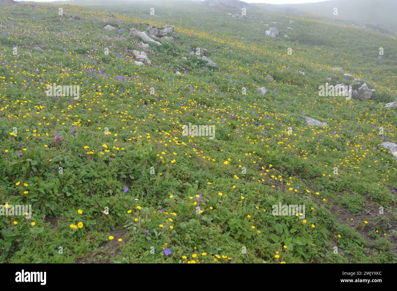Alpine zone himalaya region of Pakistan Stock Photo - Alamy
