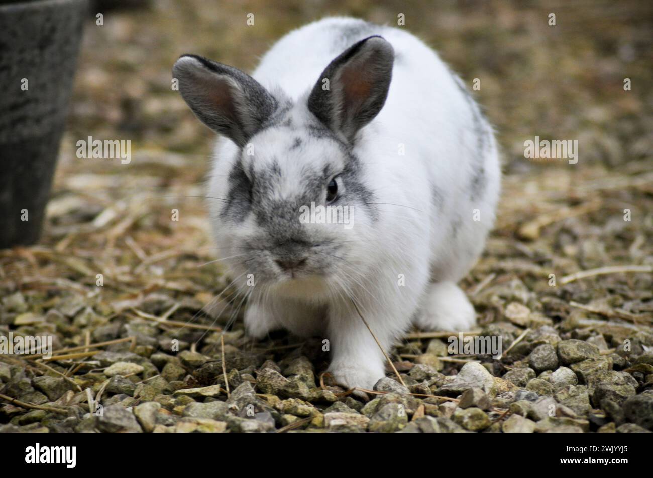 A cross breed Netherland Dwarf rabbit enjoying the freedom of a garden ...