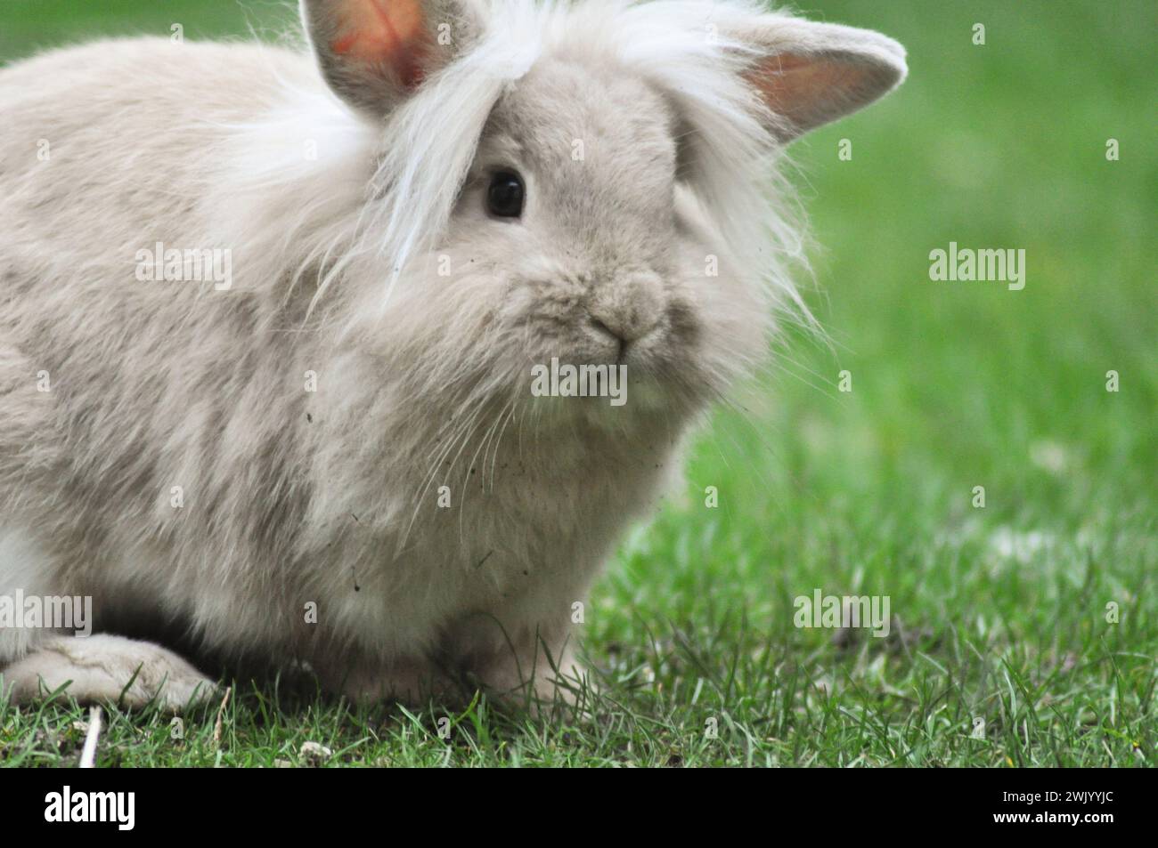 Young sandy coloured dwarf Lion Head rabbit in a garden Stock Photo - Alamy
