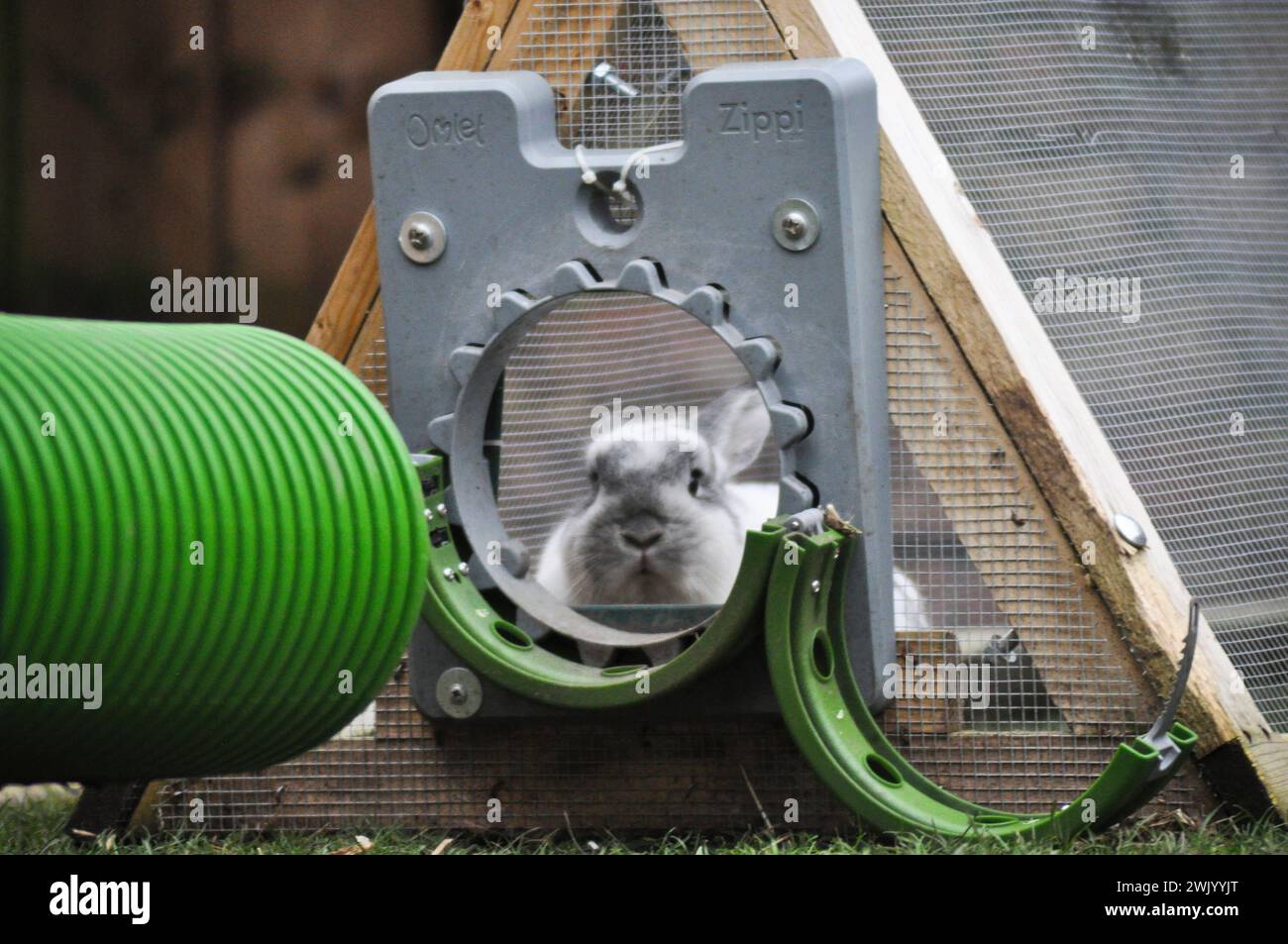 A cross breed Netherland Dwarf rabbit seen through an open space in a ...