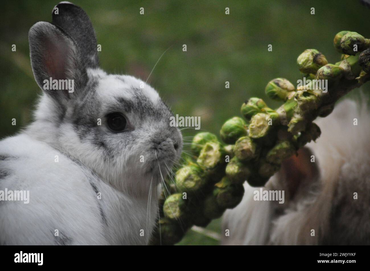 A cross breed Netherland Dwarf rabbit enjoying the freedom of a garden ...