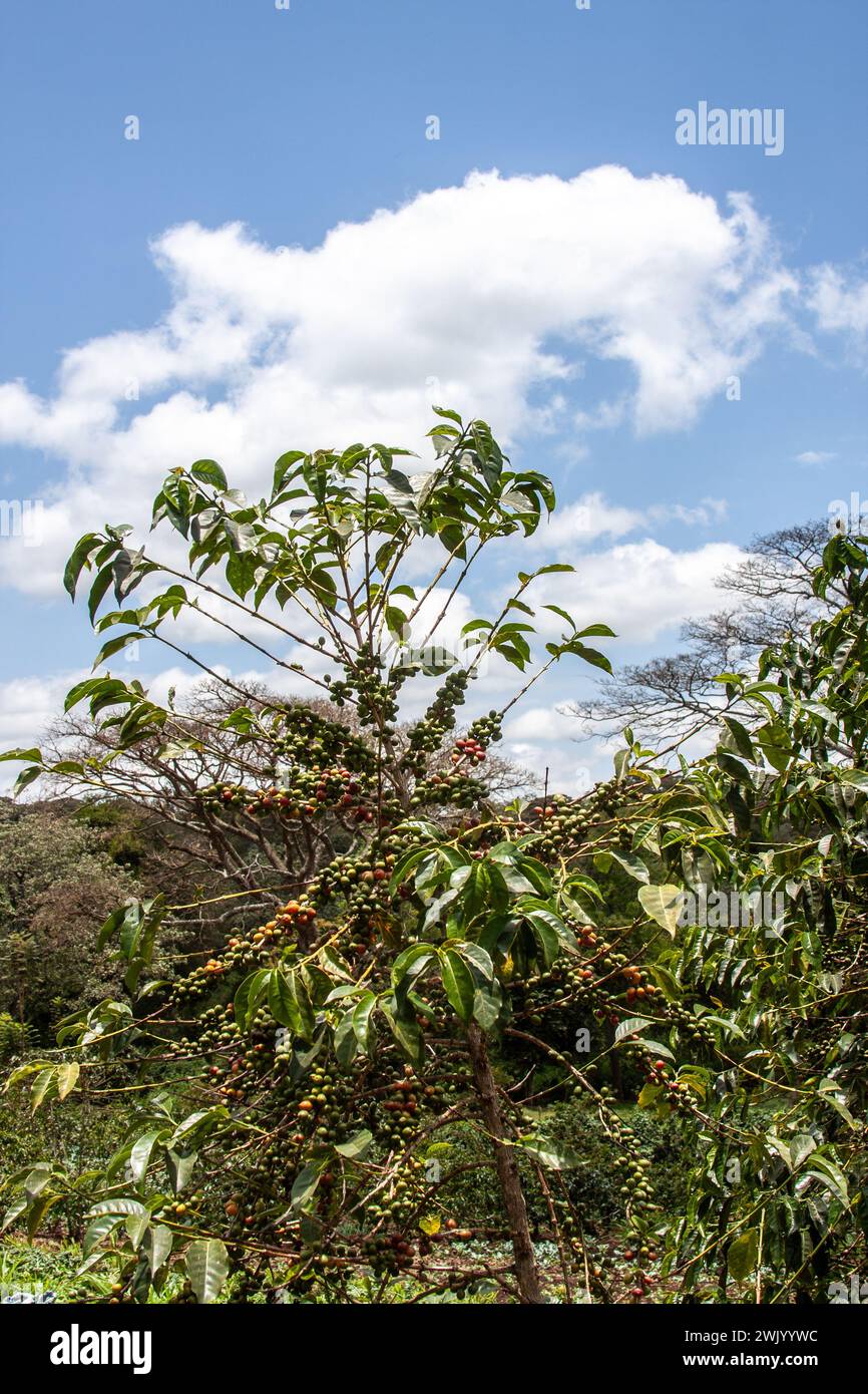 Tree tomato tamarillo (Solanum betaceum) Tanzania Stock Photo - Alamy