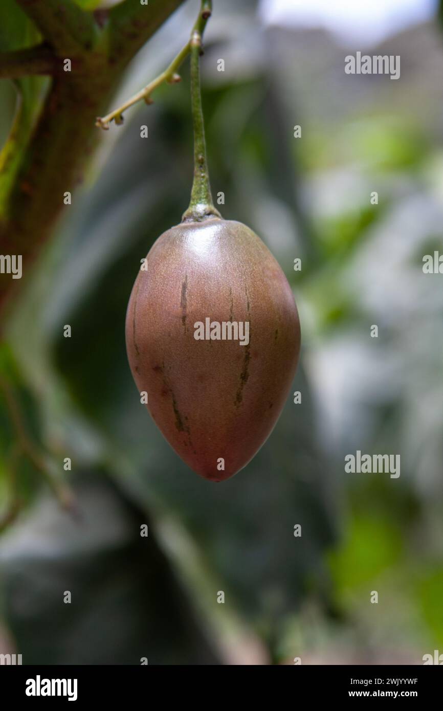tree tomato tamarillo (Solanum betaceum) Tanzania Stock Photo - Alamy