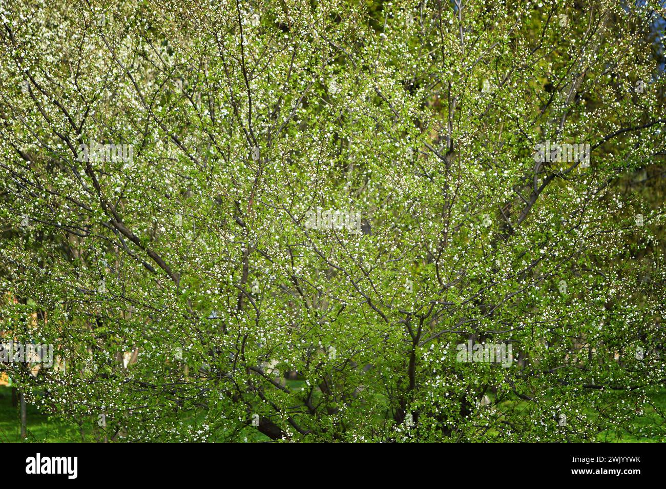 Spring day. Garden in bloom. Spring landscape. cherry blossoms, spring ...