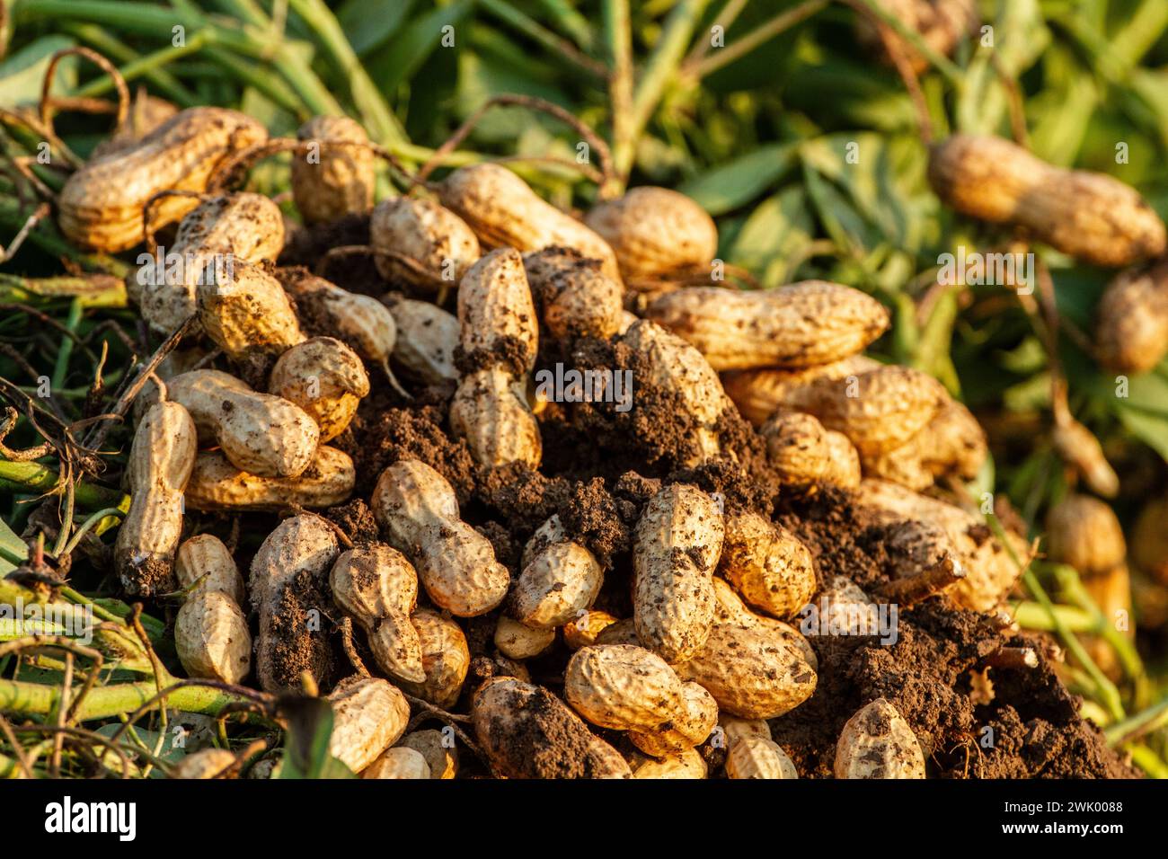 Peanuts growing hi-res stock photography and images - Alamy