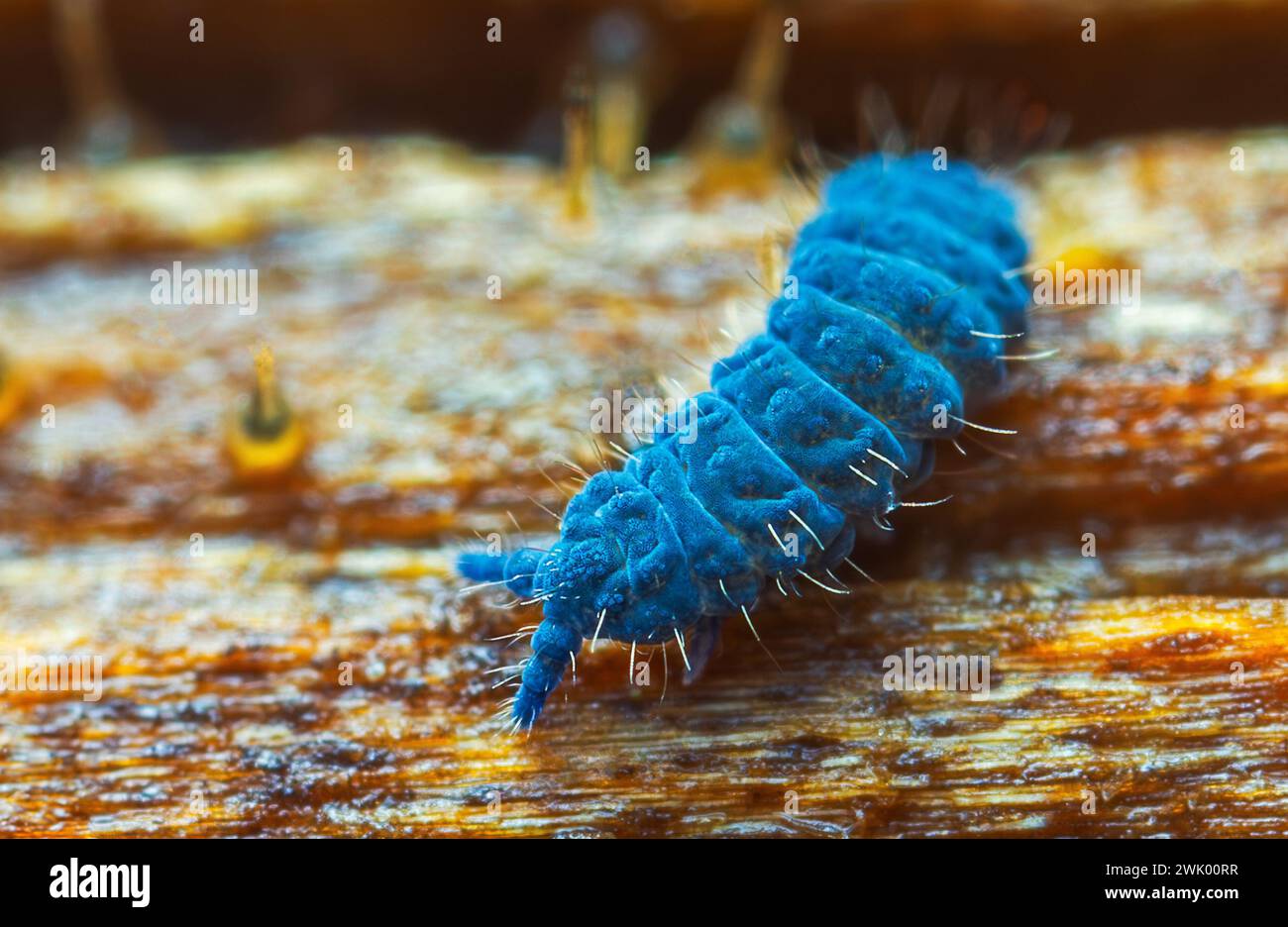 Springtail jump hi-res stock photography and images - Alamy