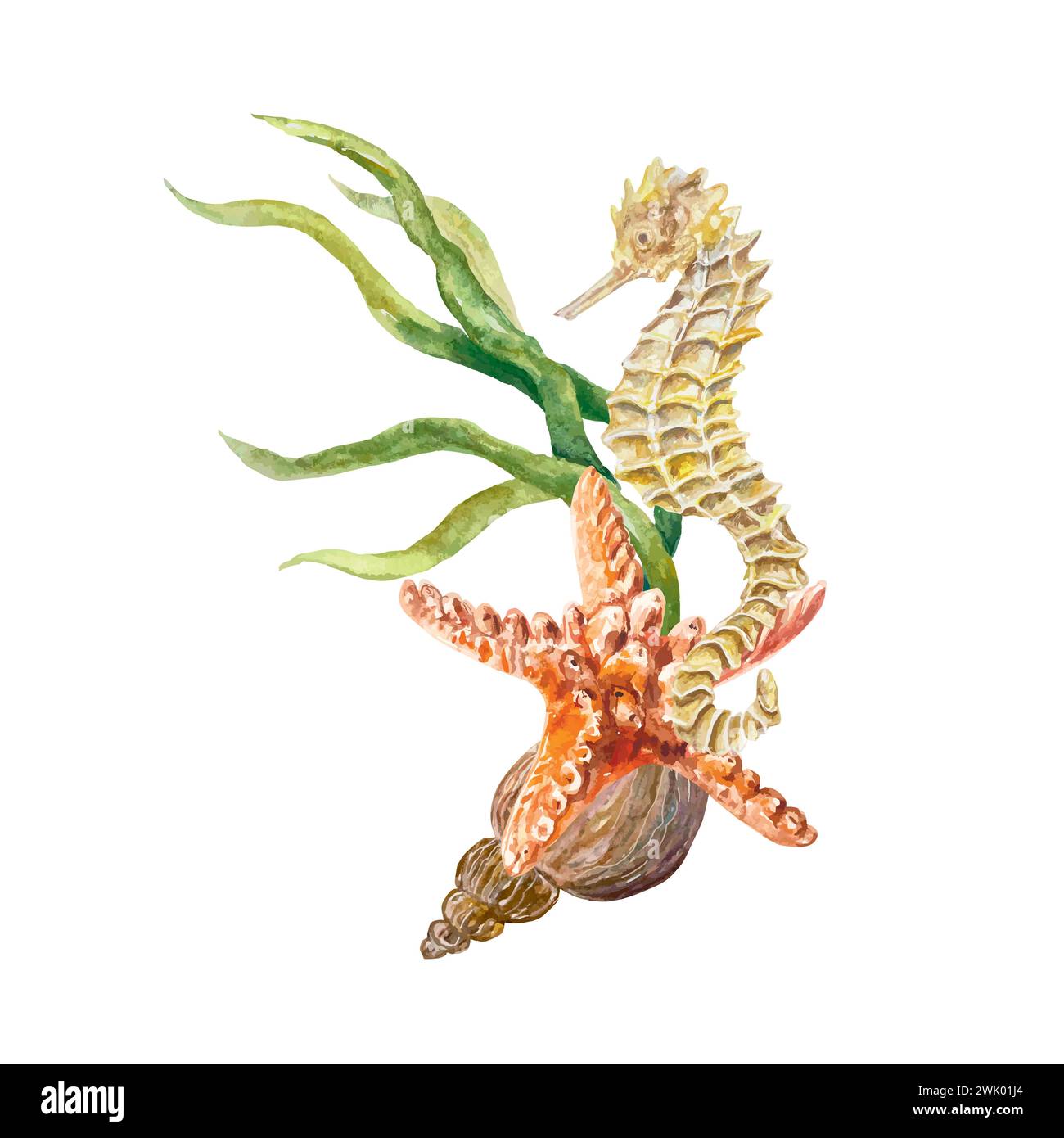 Seahorse, starfish, algae watercolor. Sea life vector illustration ...