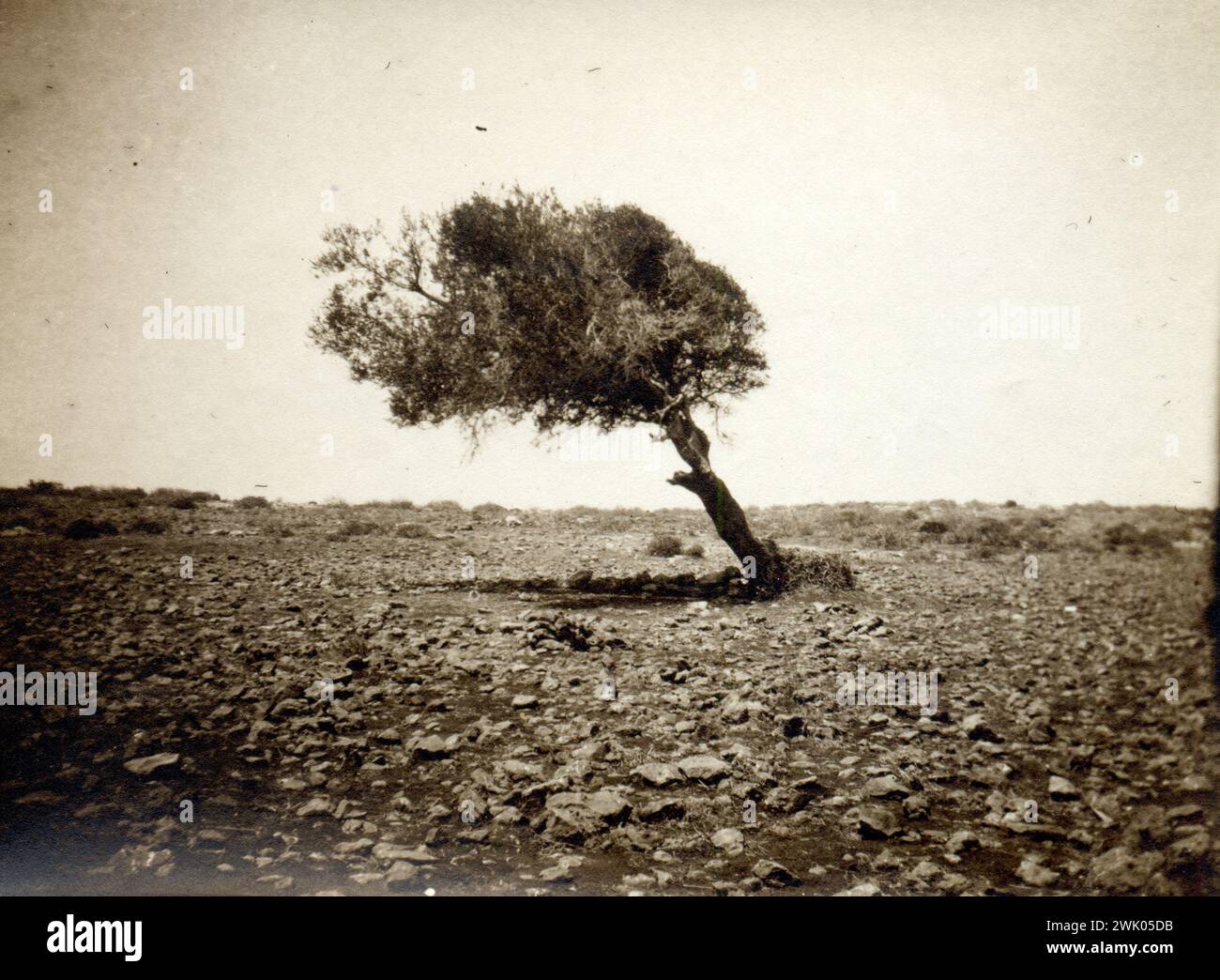 Single tree of desert hi-res stock photography and images - Alamy