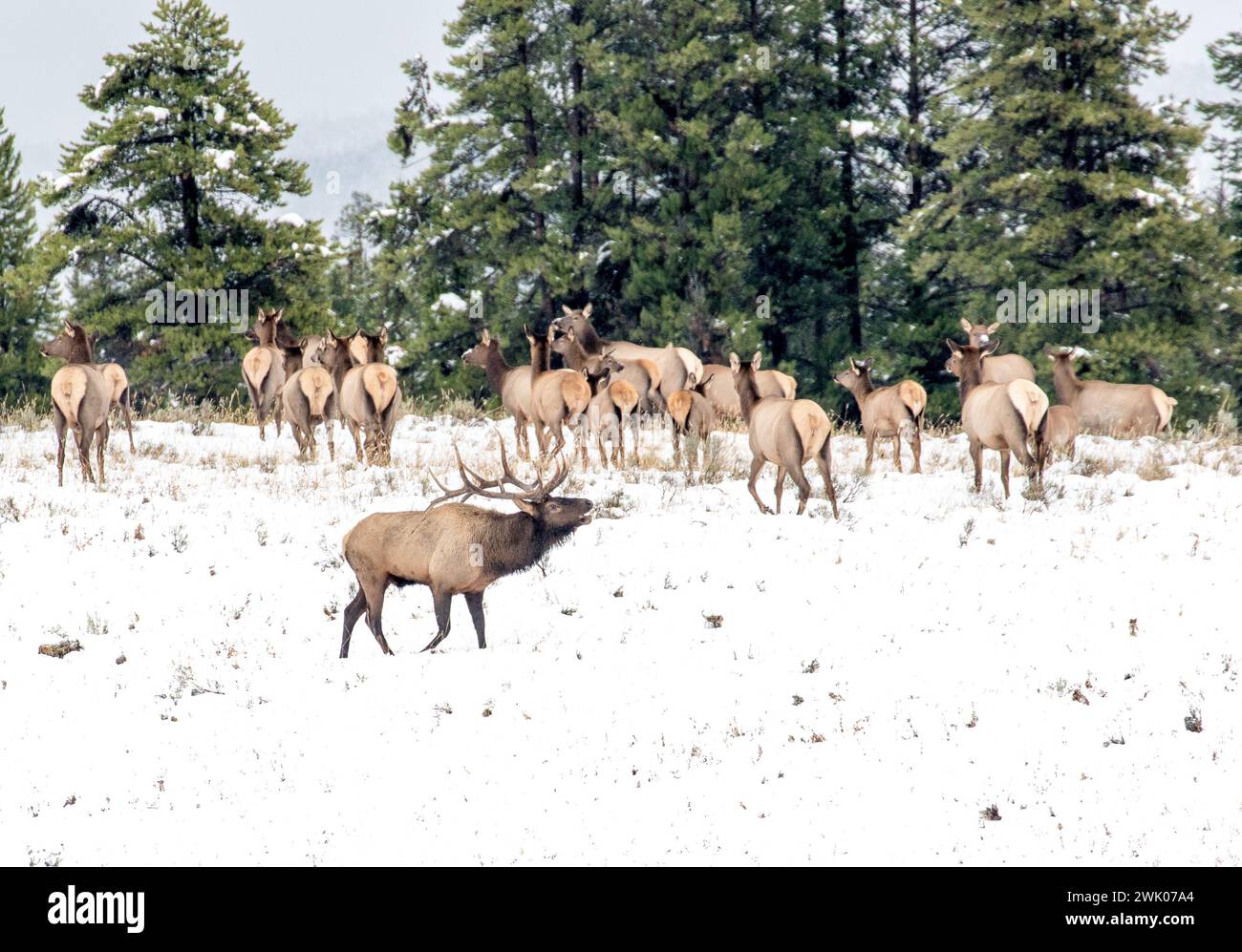 Bull Elk Harem Yellowstone in Wyoming Stock Photo - Alamy