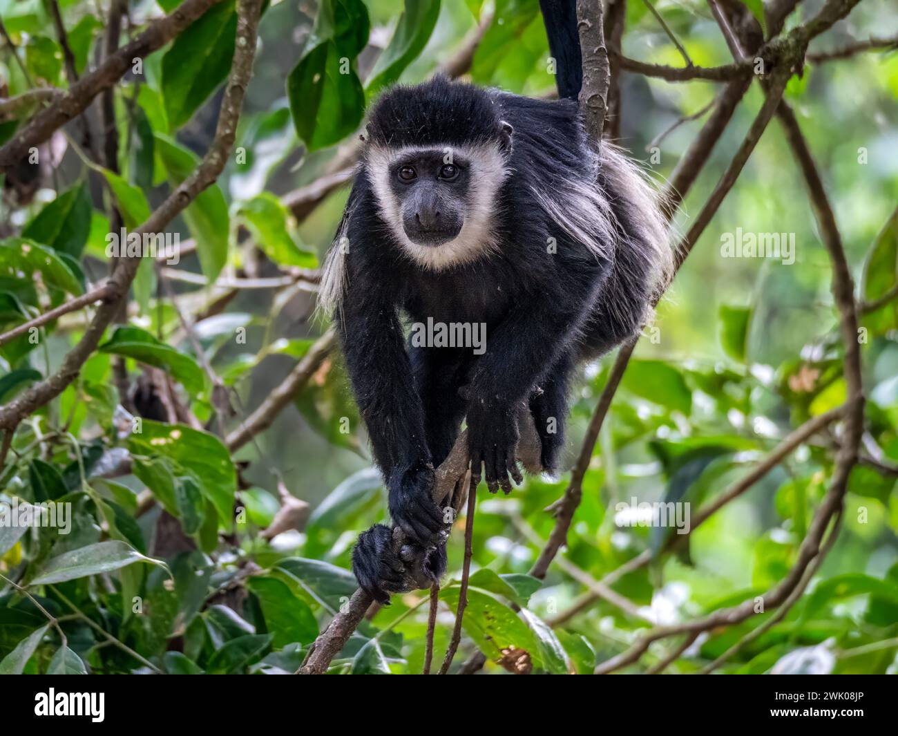 Black and white colobus monkey in the Botanical Gardens in Entebbe ...