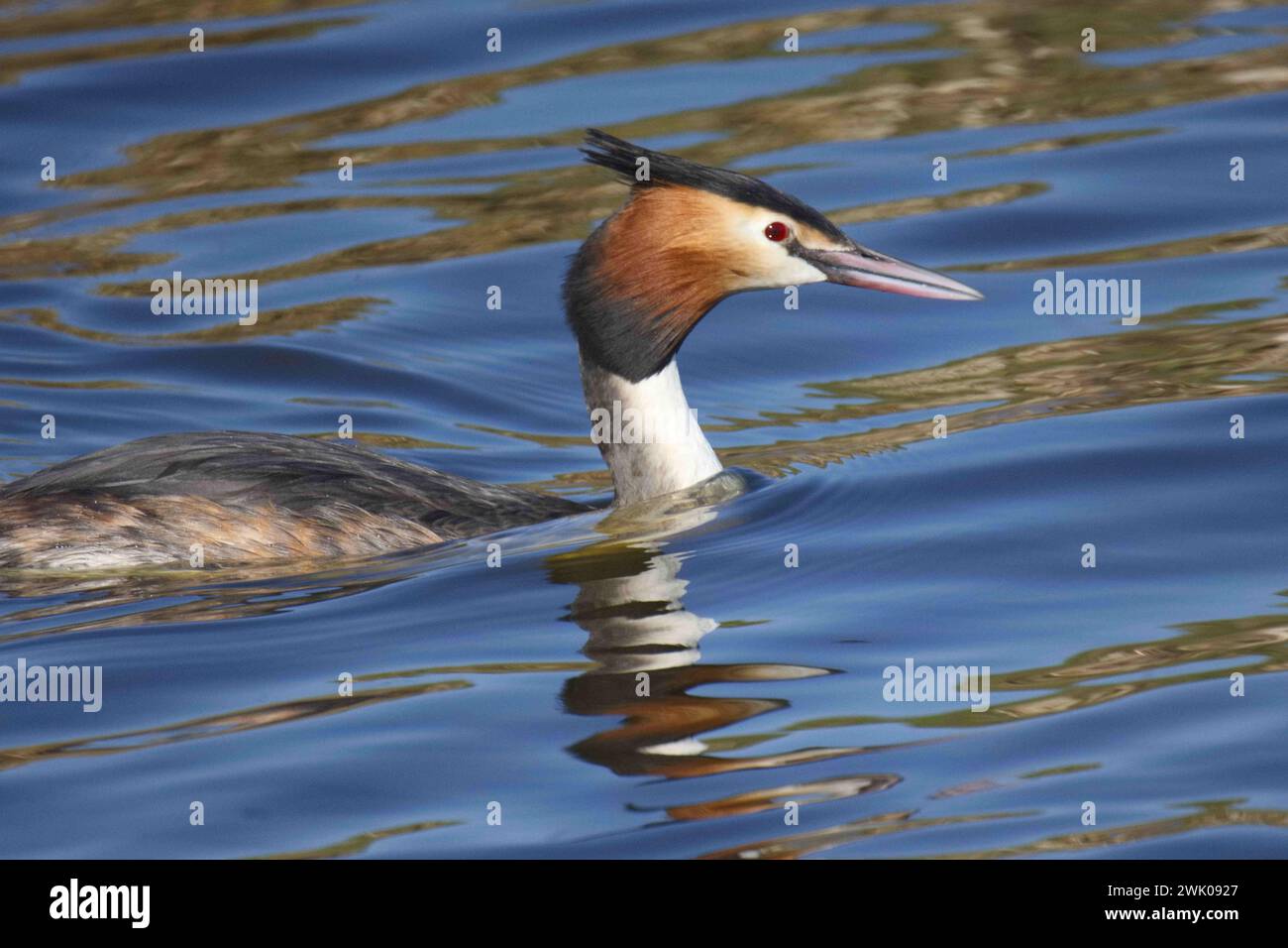 wile life on lake Stock Photo - Alamy