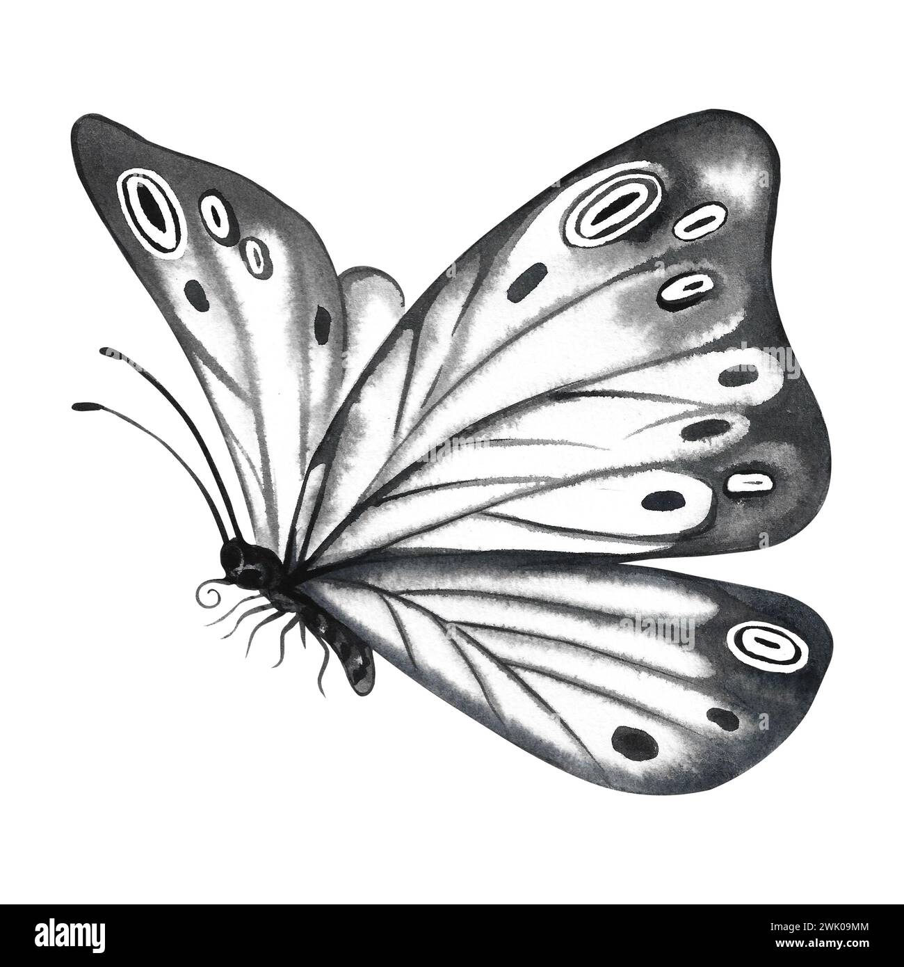The grey butterfly is flying. A hand-drawn watercolor illustration ...
