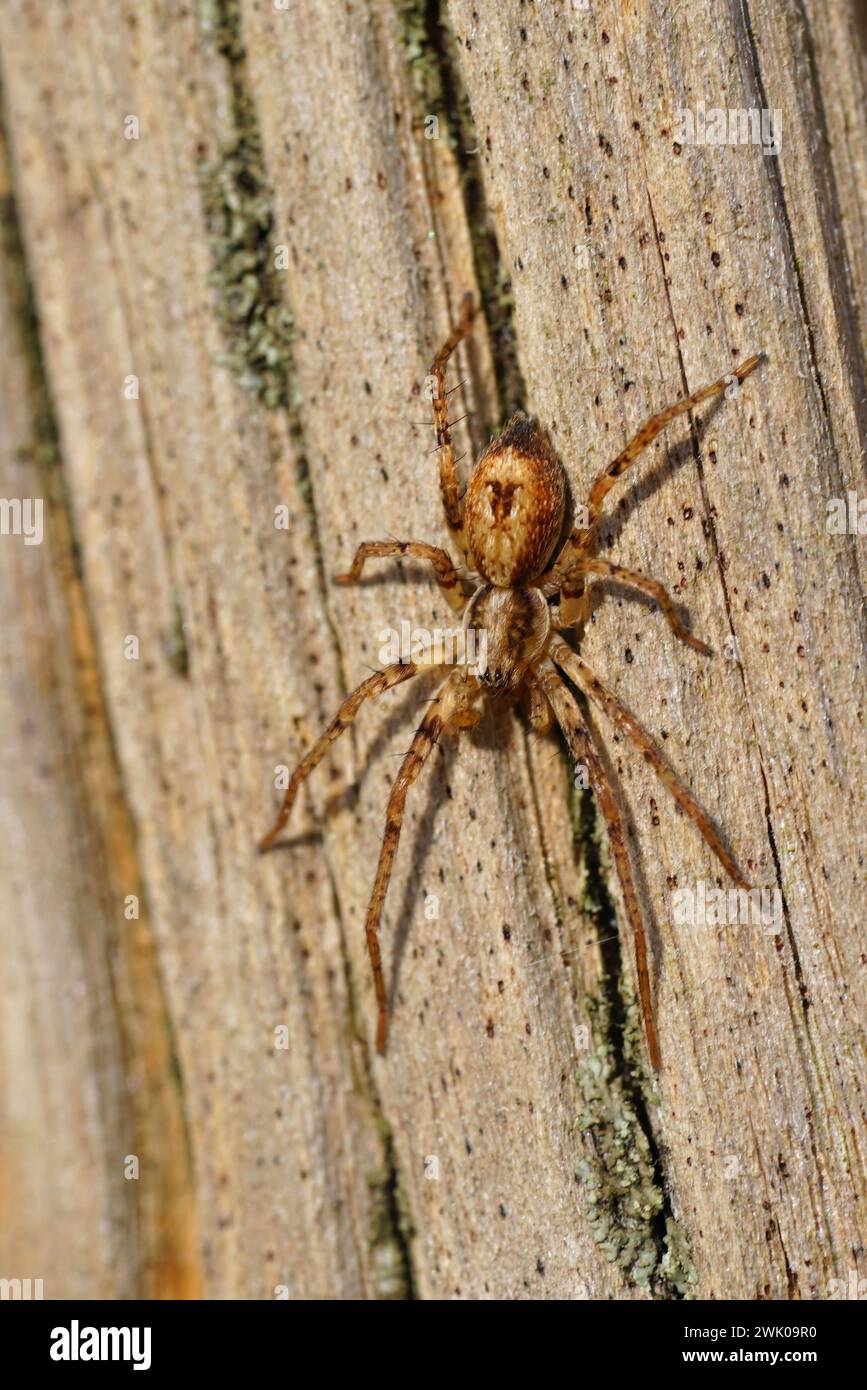 Detailed closeup on a juvenile Buzzing Spider, Anyphaena accentuata ...