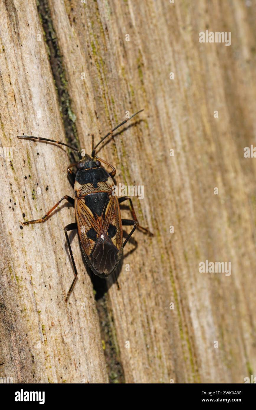 Natural closeup on an overwintering dirt-colored seed bug ...