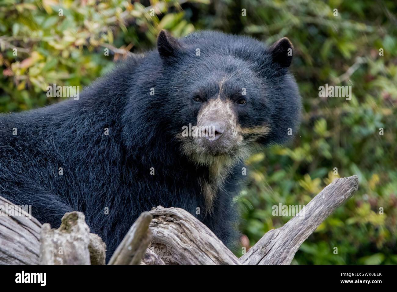 Bear under tree hi-res stock photography and images - Alamy