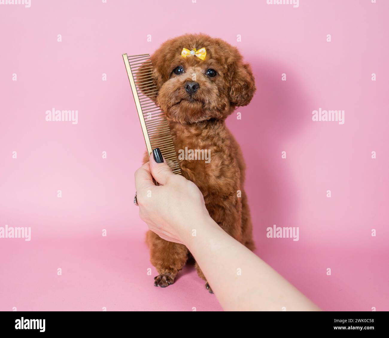 Woman combing cute poodle hi-res stock photography and images - Alamy