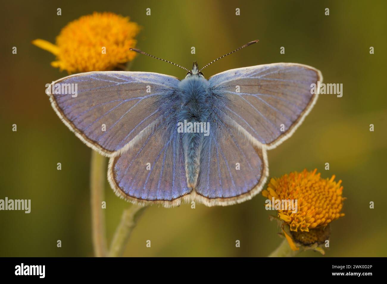 Natural closeup on a colorful Icarus blue butterfly, Polyommatus icarus ...