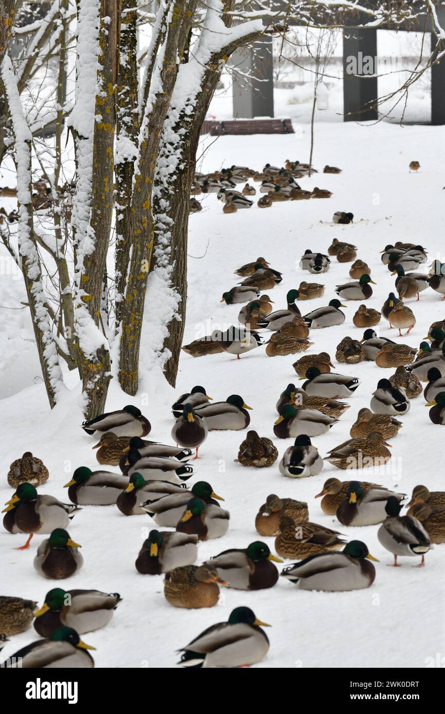 Sleeping mallards hi-res stock photography and images - Alamy