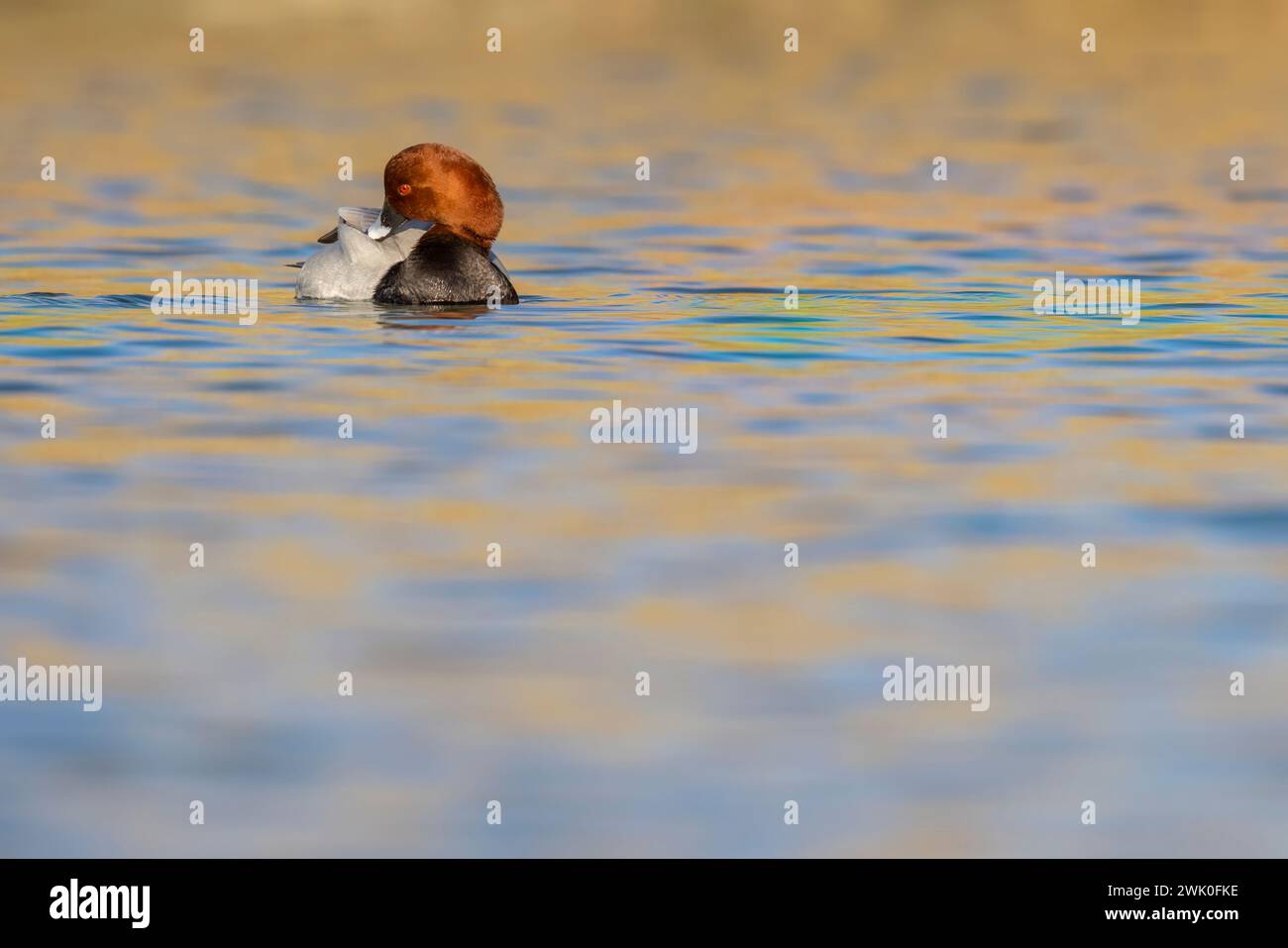 The diving ducks, common Pochard (Aythya ferina Stock Photo - Alamy
