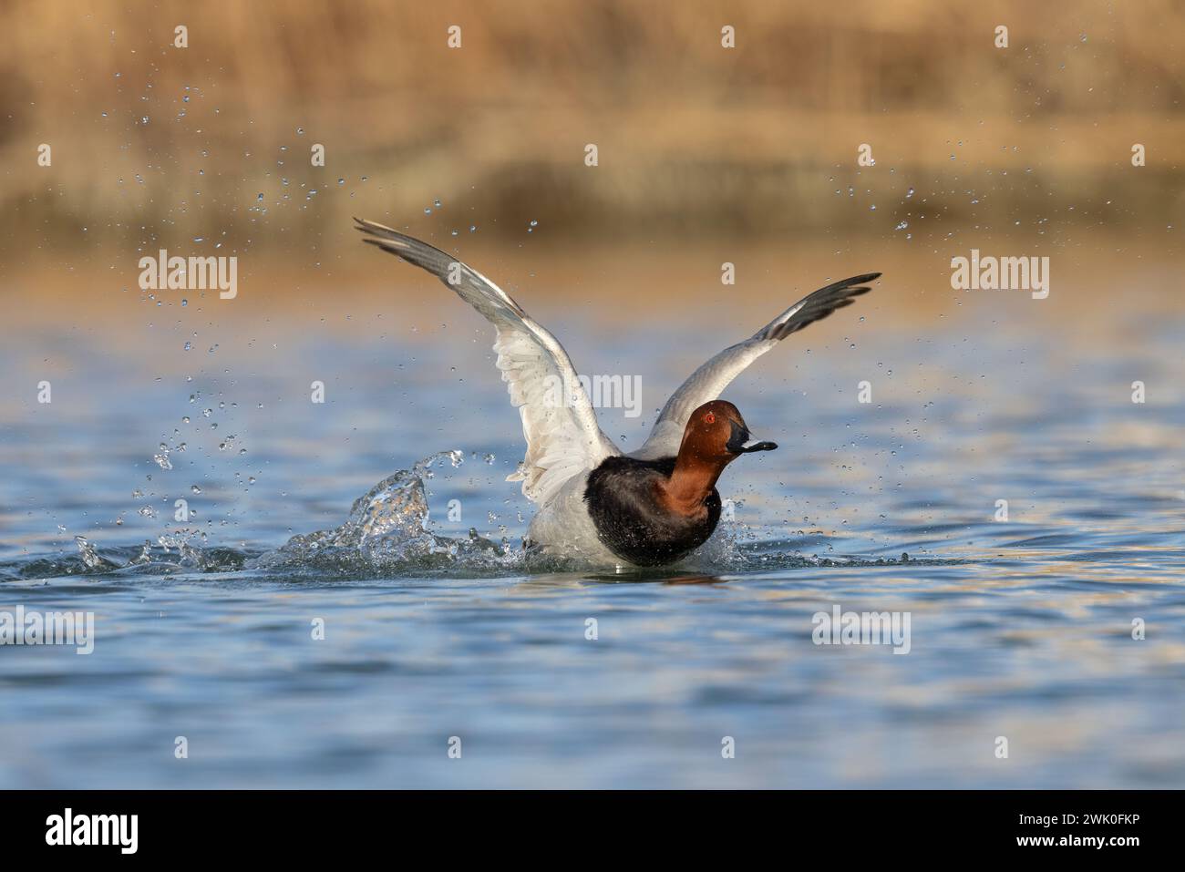 The diving ducks, common Pochard (Aythya ferina Stock Photo - Alamy