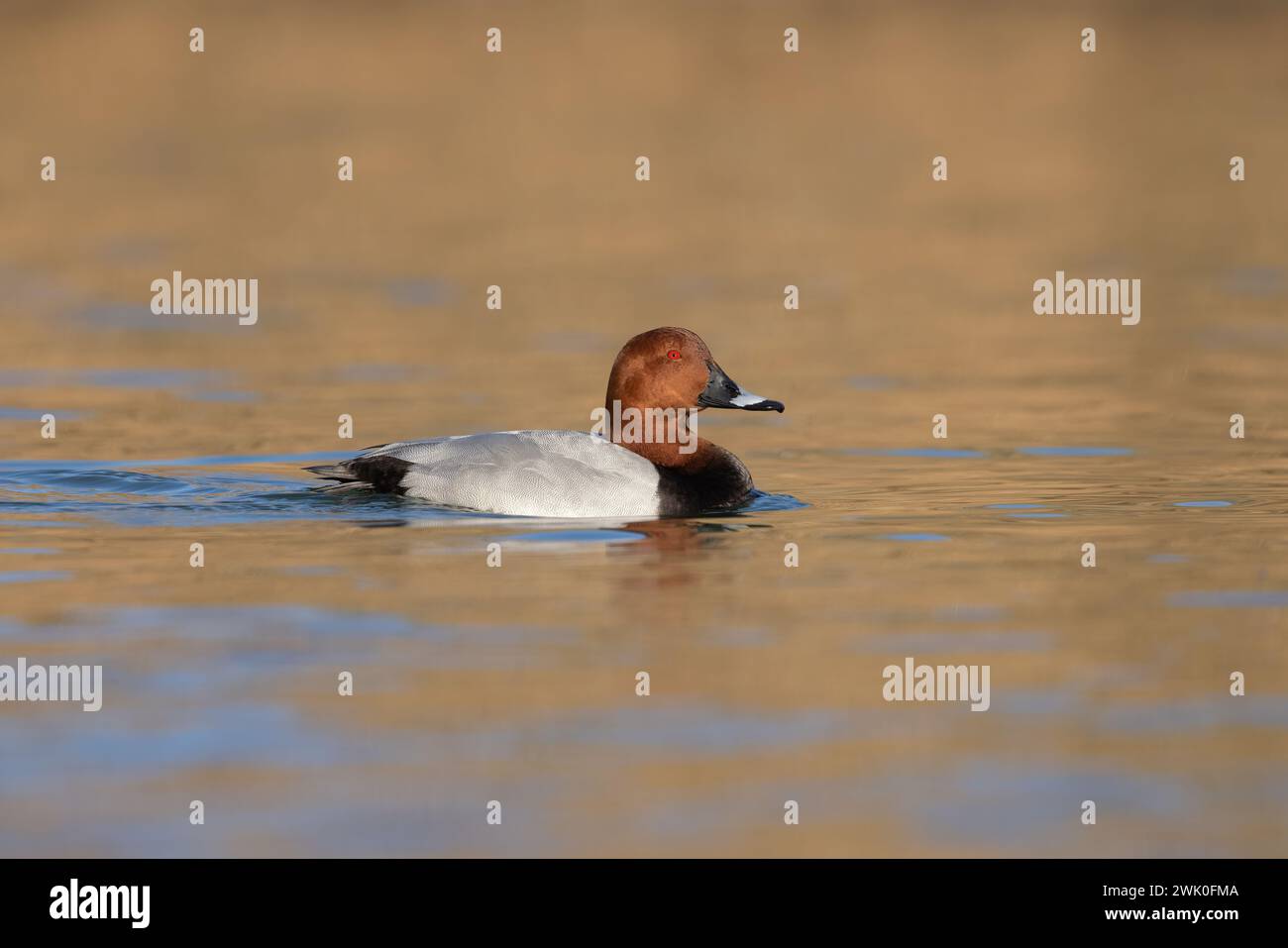 The diving ducks, common Pochard (Aythya ferina Stock Photo - Alamy