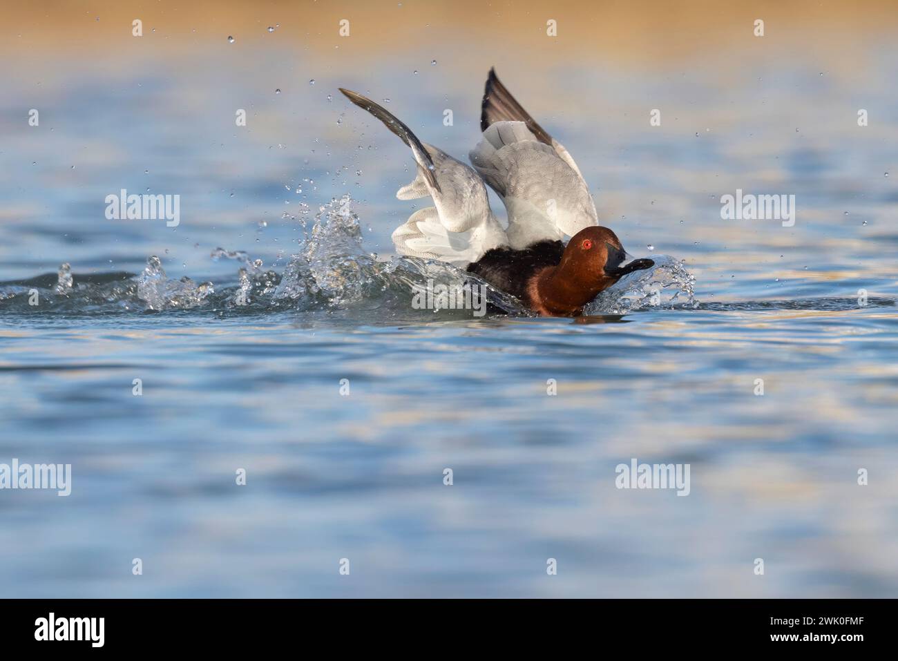 The diving ducks, common Pochard (Aythya ferina Stock Photo - Alamy