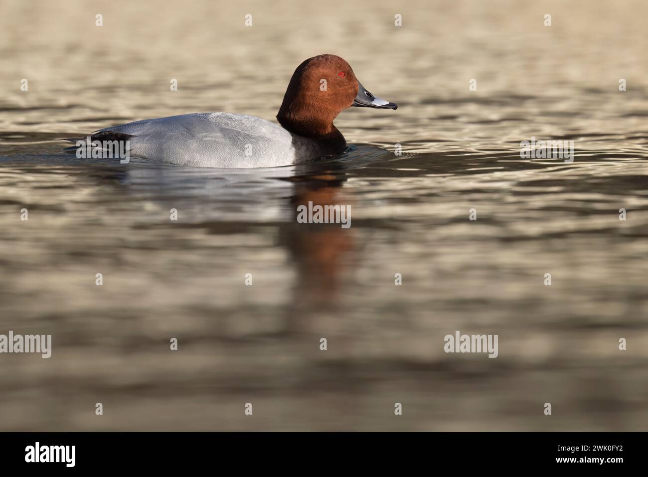 The diving ducks, common Pochard (Aythya ferina Stock Photo - Alamy