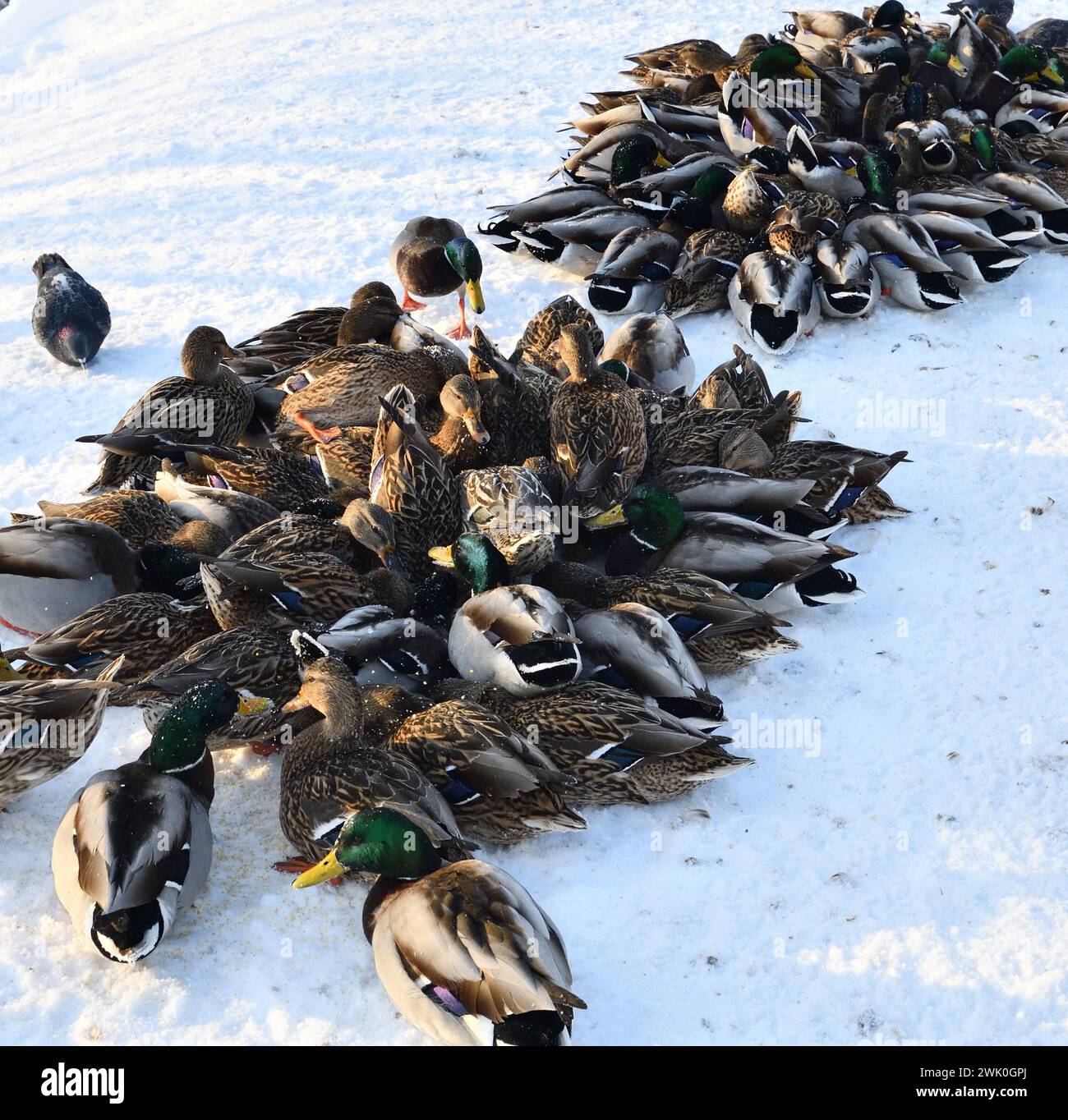 Female mallards hi-res stock photography and images - Alamy