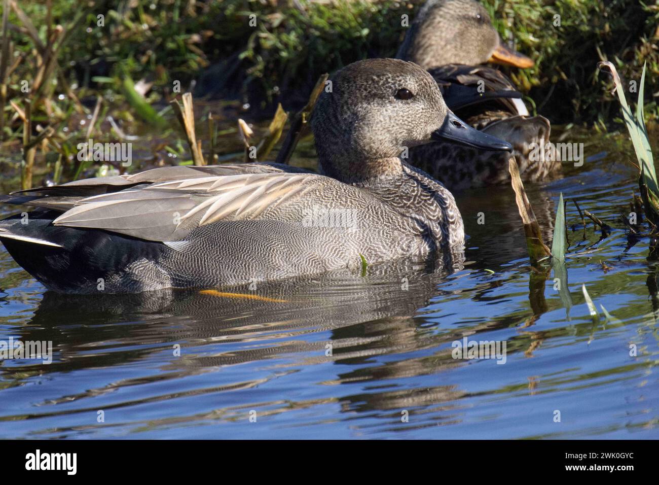 wile life on lake Stock Photo - Alamy