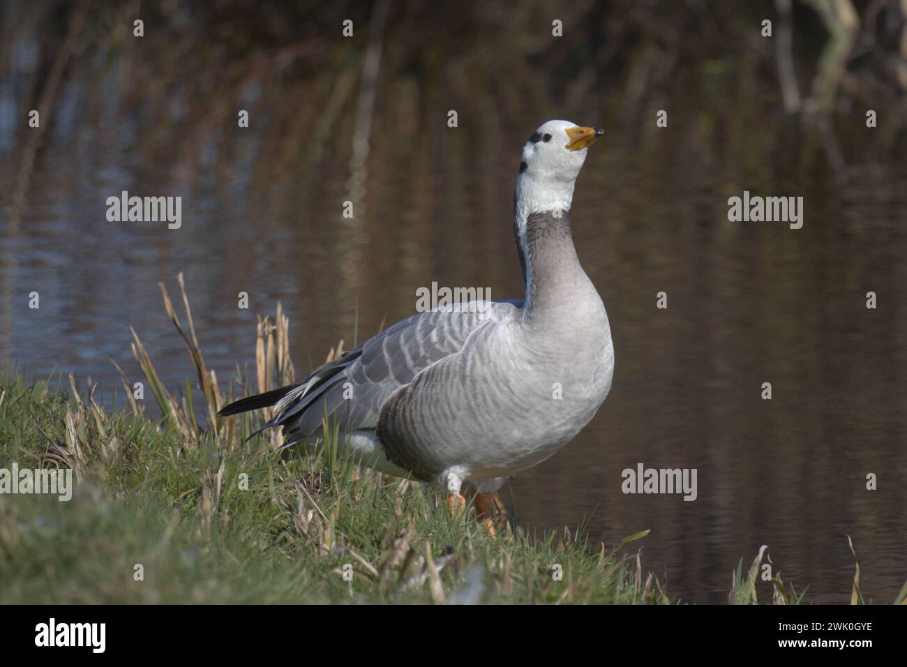 Wile life hi-res stock photography and images - Alamy