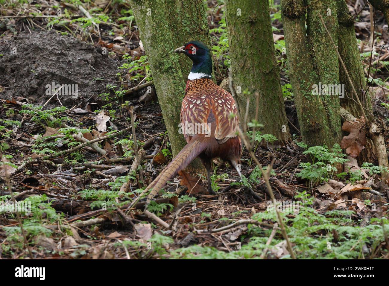 Wile life hi-res stock photography and images - Alamy