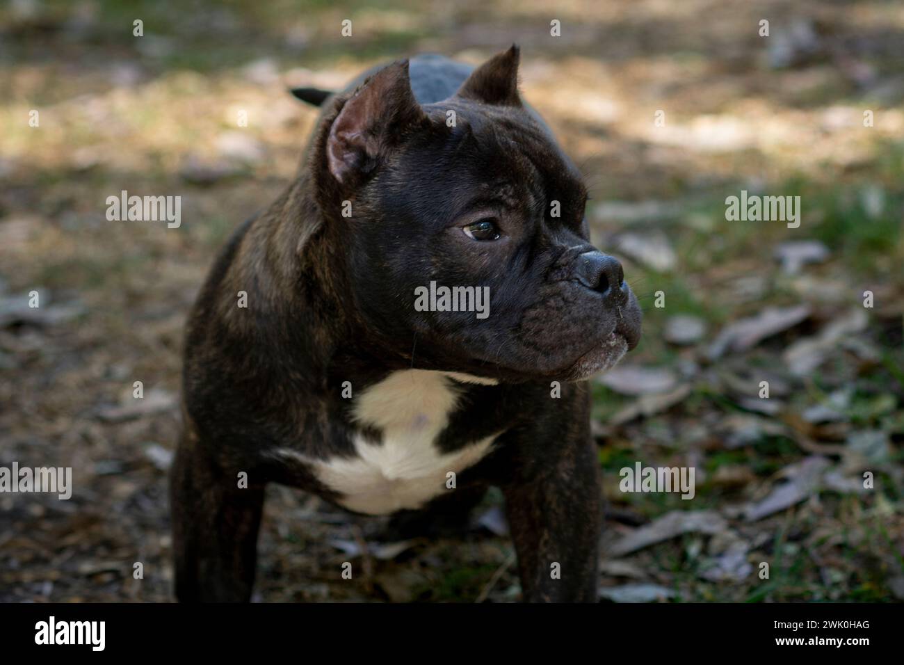 Closeup on the head of an American bully dog Stock Photo - Alamy