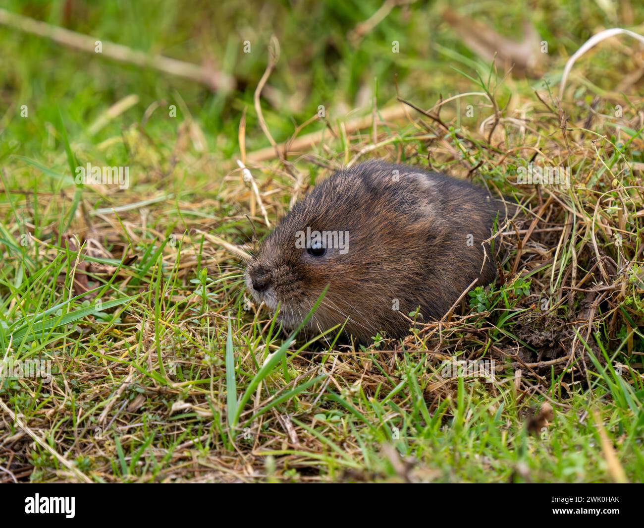 A Water Vole Feeding From a Burrow Stock Photo - Alamy