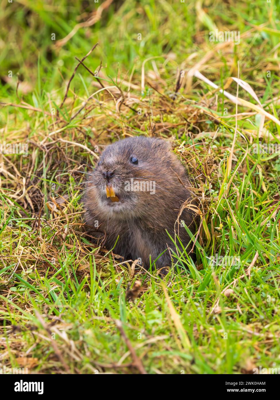 Water vole burrow uk hi-res stock photography and images - Alamy