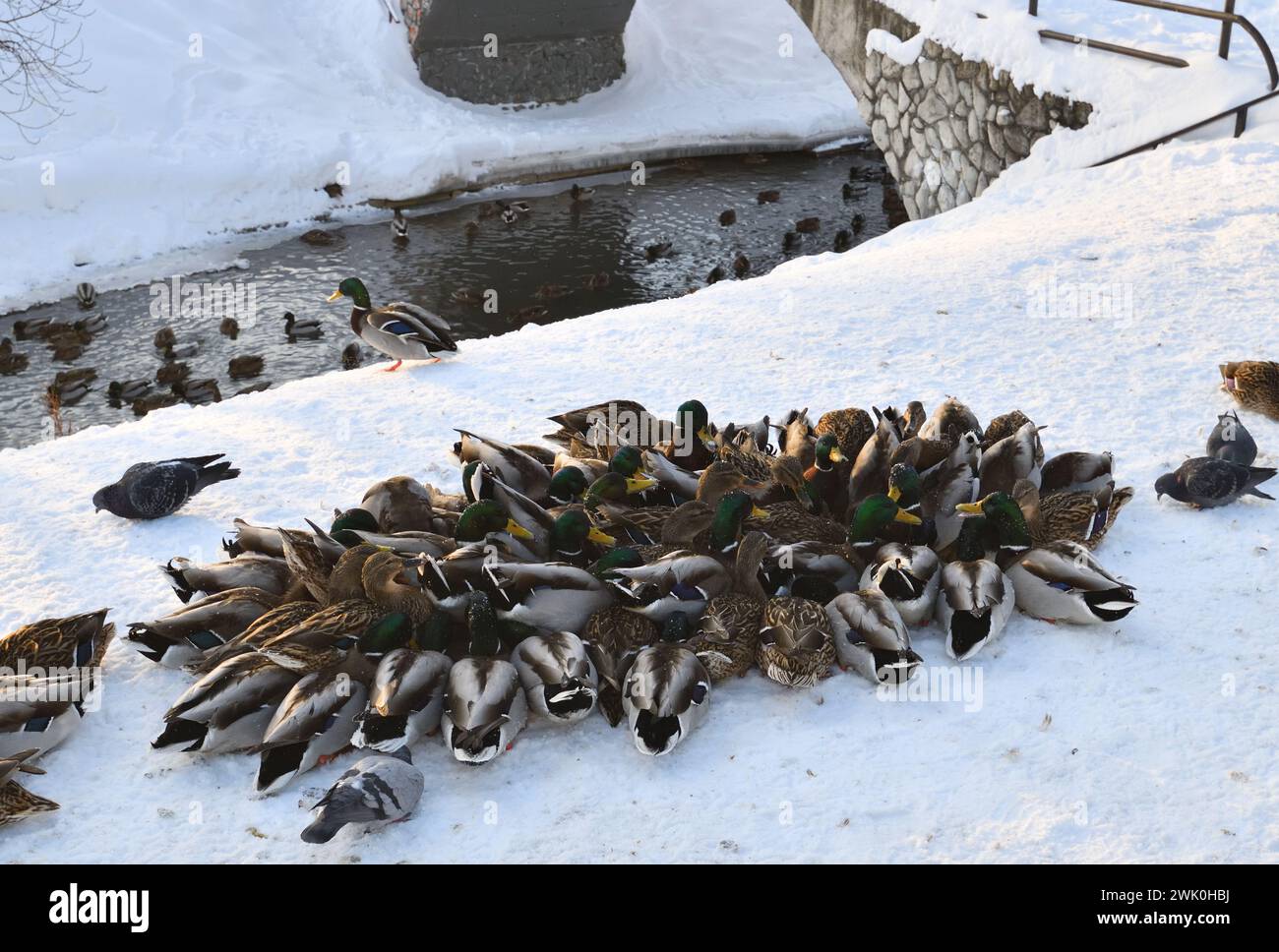 Male and female mallards in snow in winter Stock Photo - Alamy