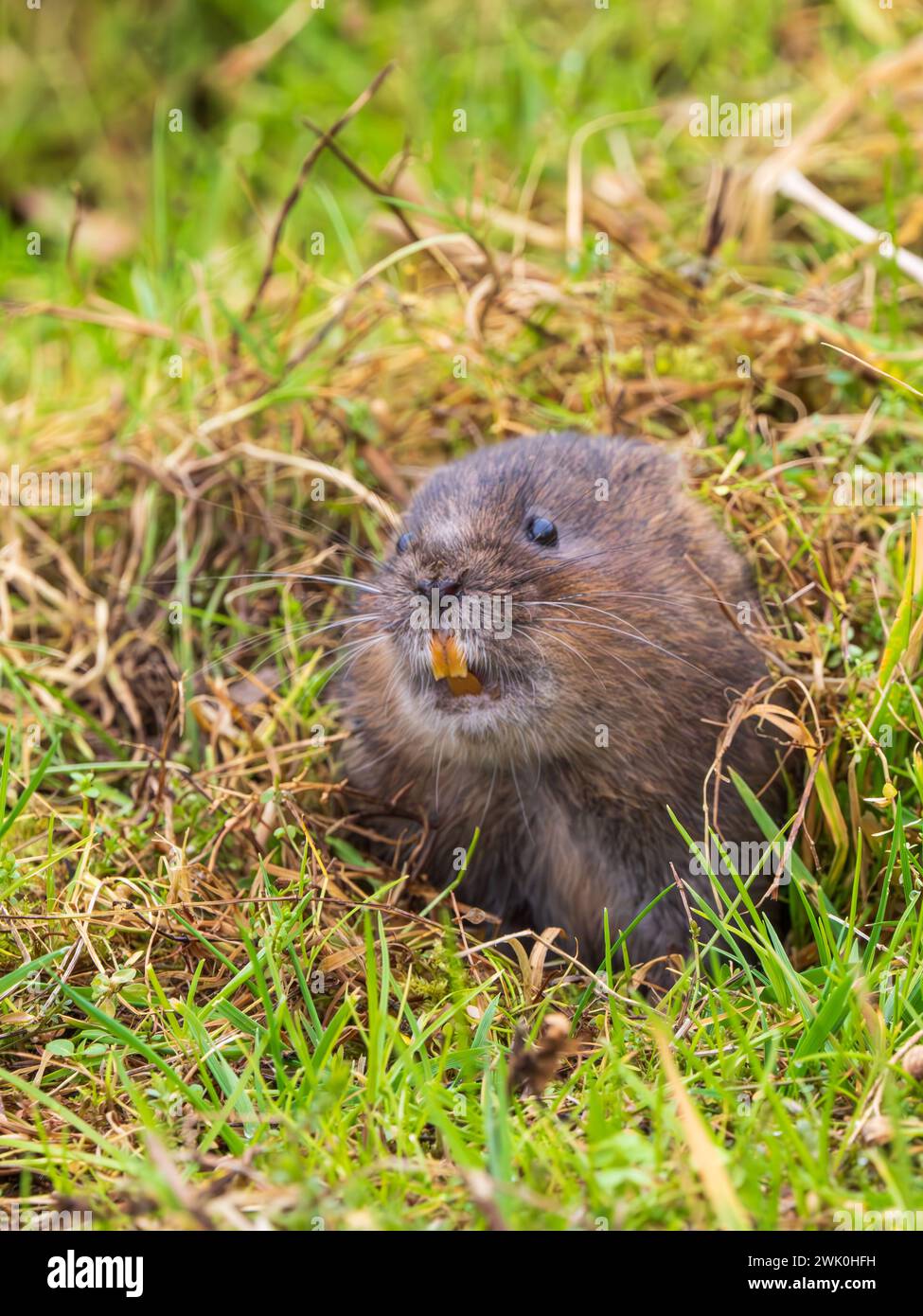 Water vole burrow uk hi-res stock photography and images - Alamy
