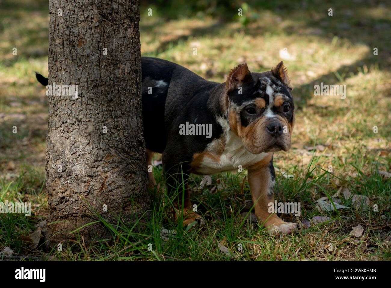 American bully standing in hi-res stock photography and images - Alamy