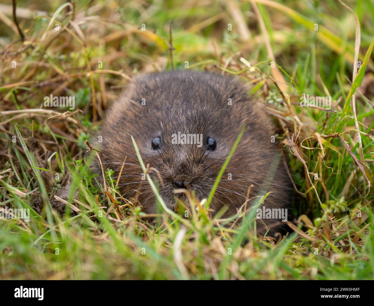 Water vole burrow uk hi-res stock photography and images - Alamy